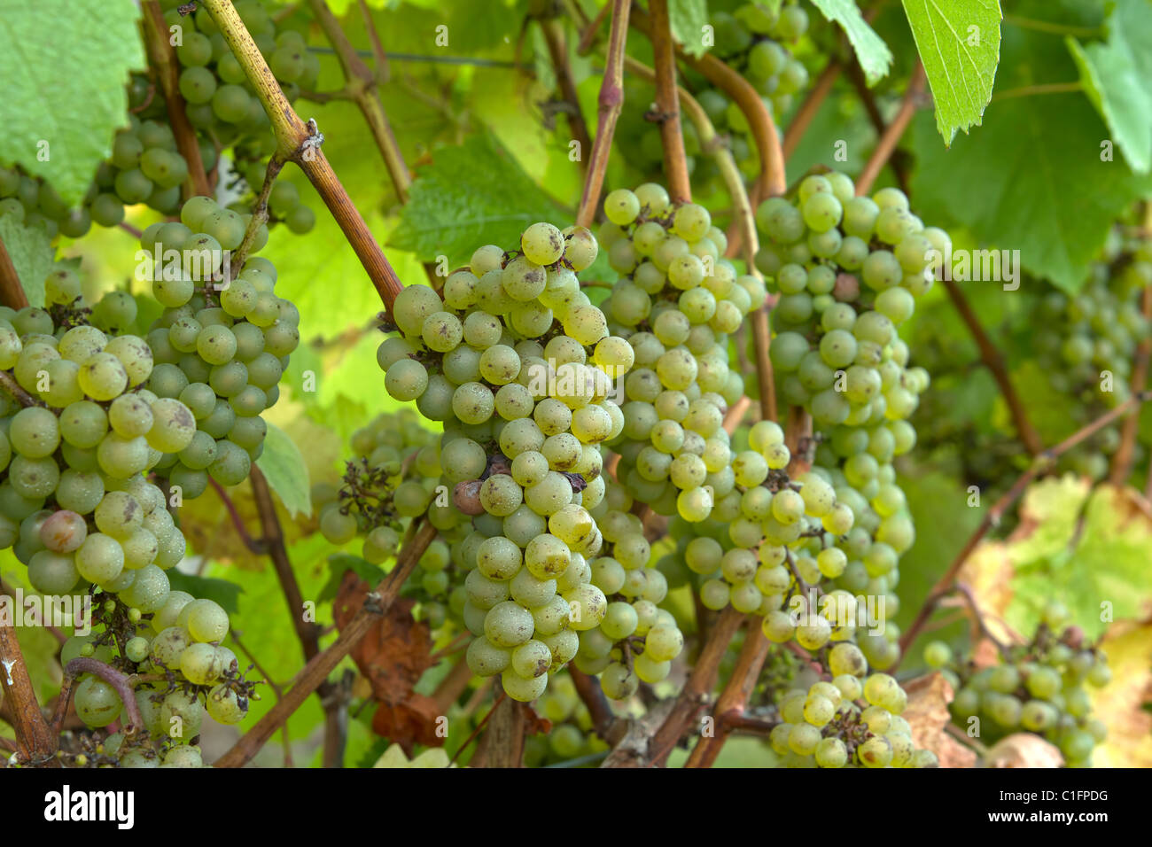 Vineyard oregon hi-res stock photography and images - Alamy