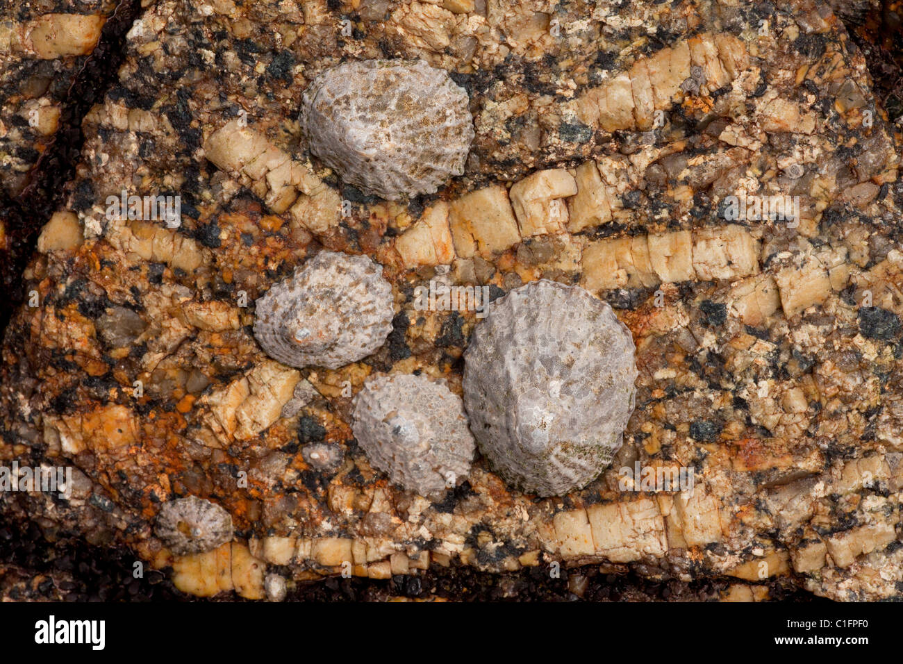 Limpets on rock hi-res stock photography and images - Alamy