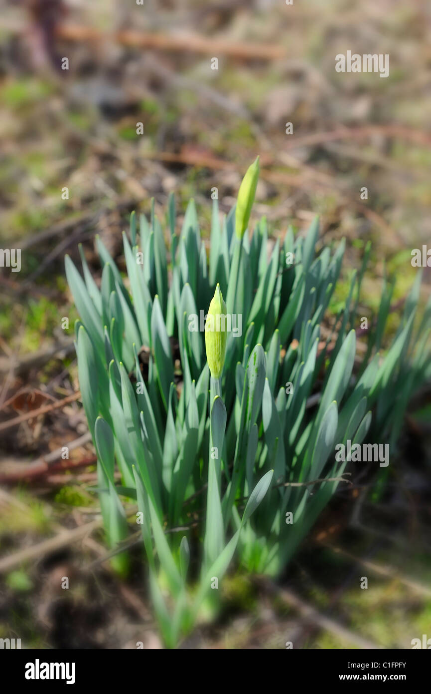first buds of spring england uk Stock Photo - Alamy