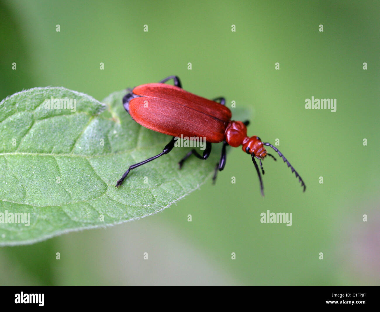 Coleoptera leaves hi-res stock photography and images - Alamy