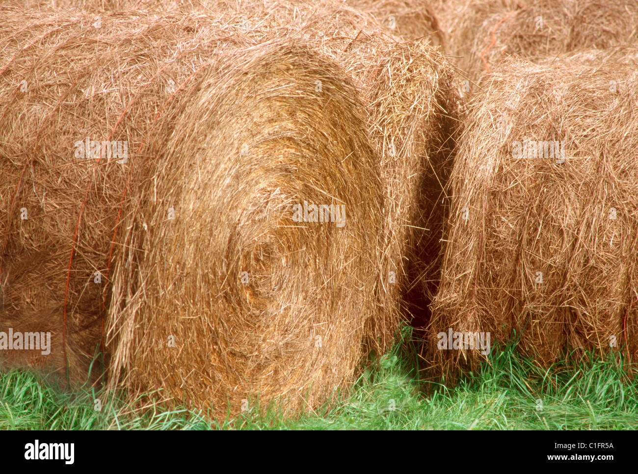 Round hay bale Stock Photo - Alamy