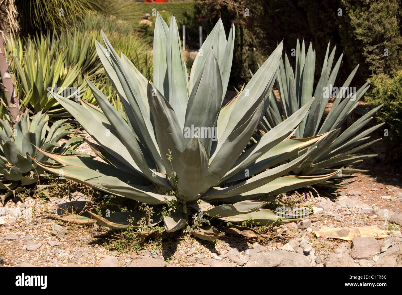 Blue agave plant hi-res stock photography and images - Alamy