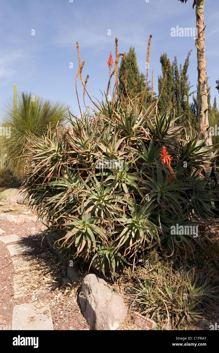Aloe with orange flowers in a botanical garden in Mexico Stock Photo ...