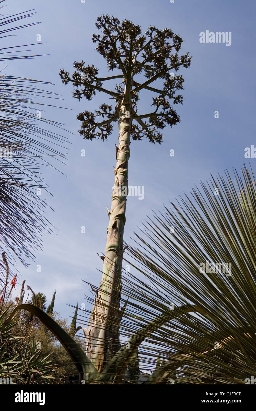 Century plant (Agave sp) "quiote" (flower stem) with fruits Stock Photo ...