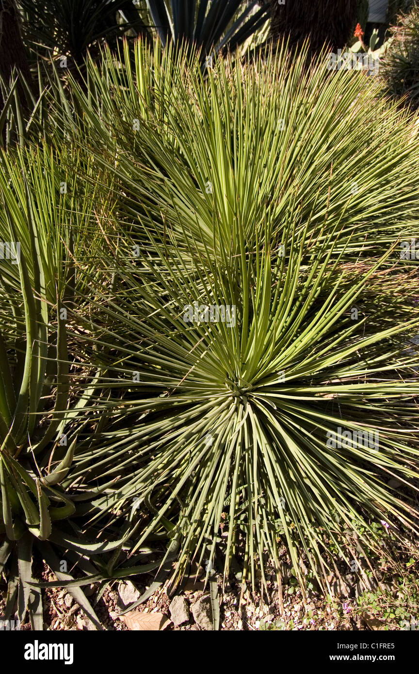 Perennial narrow leaf century plant hi-res stock photography and images ...