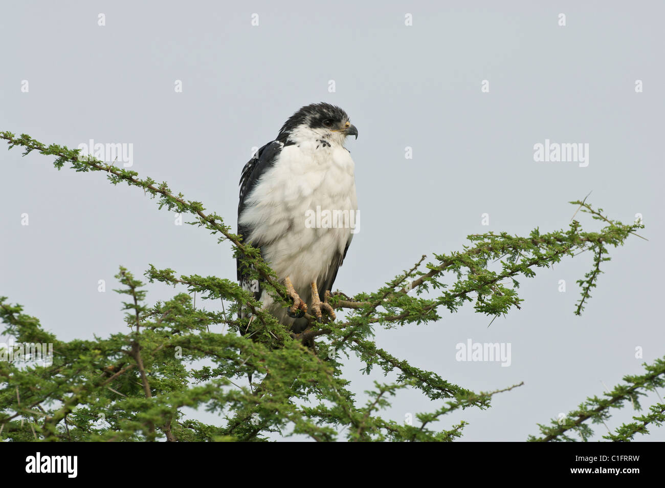 Black hawks photos hi-res stock photography and images - Alamy