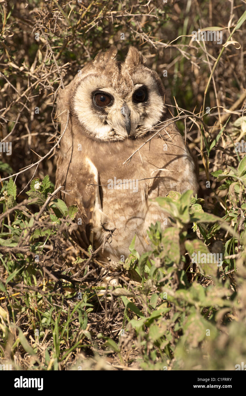 African marsh owl asio capensis hi-res stock photography and images - Alamy