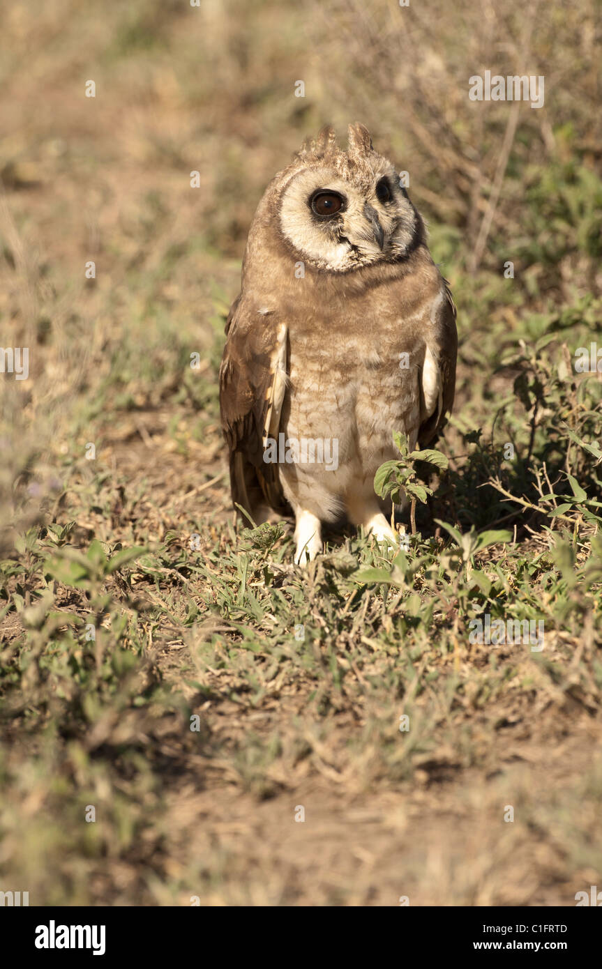 Stock photo of an African marsh owl on the savannah Stock Photo - Alamy