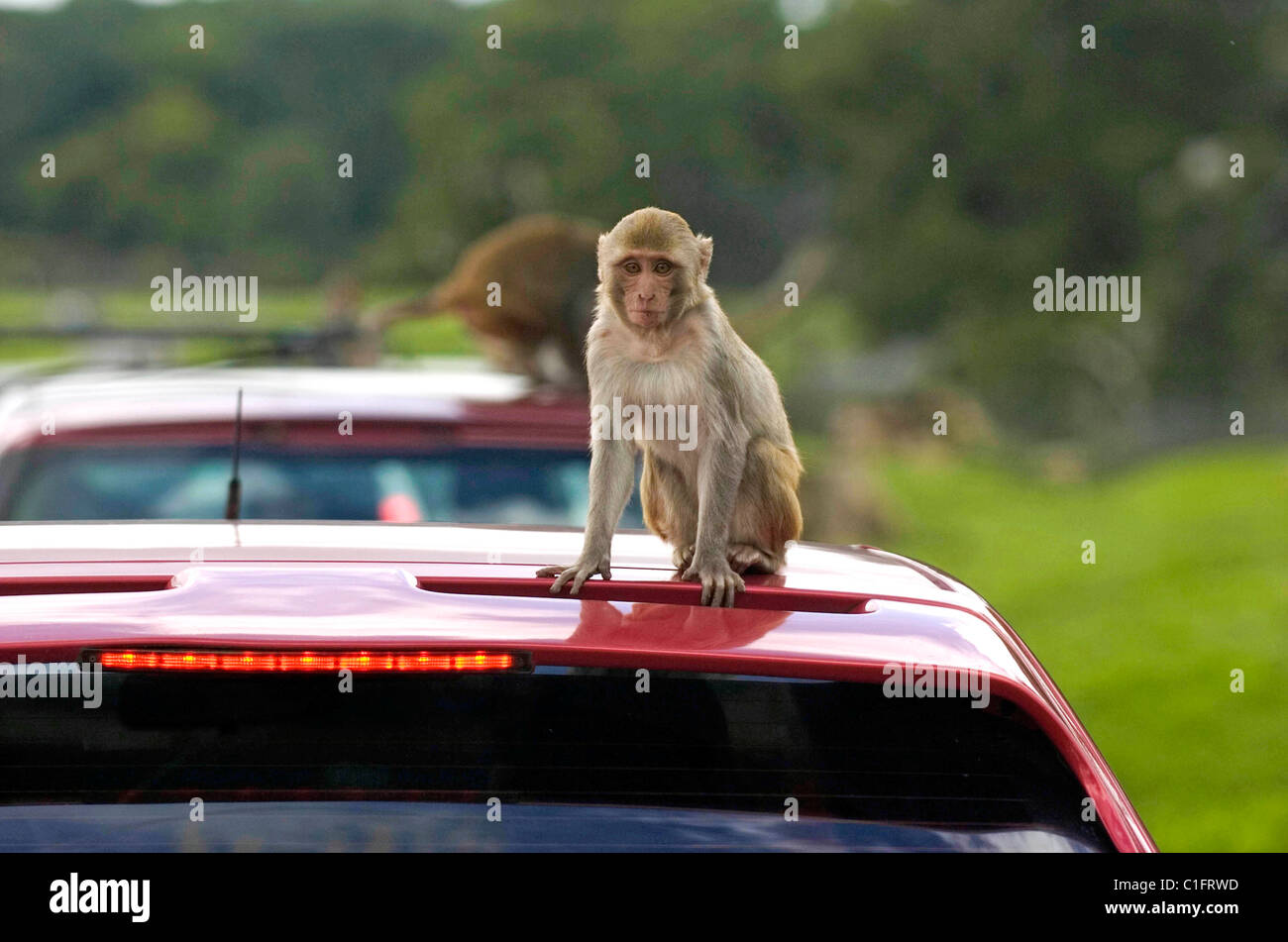 Monkeys Driving Cars