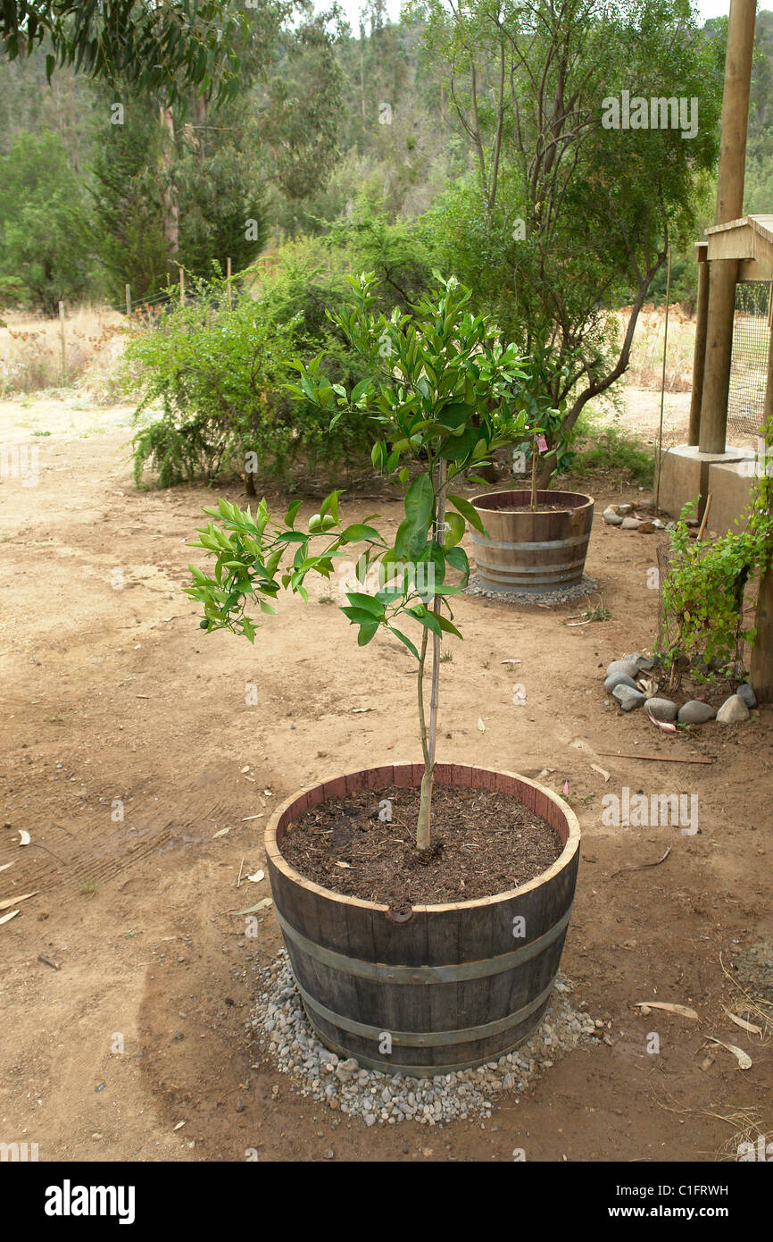 Rural vegetation hi-res stock photography and images - Alamy