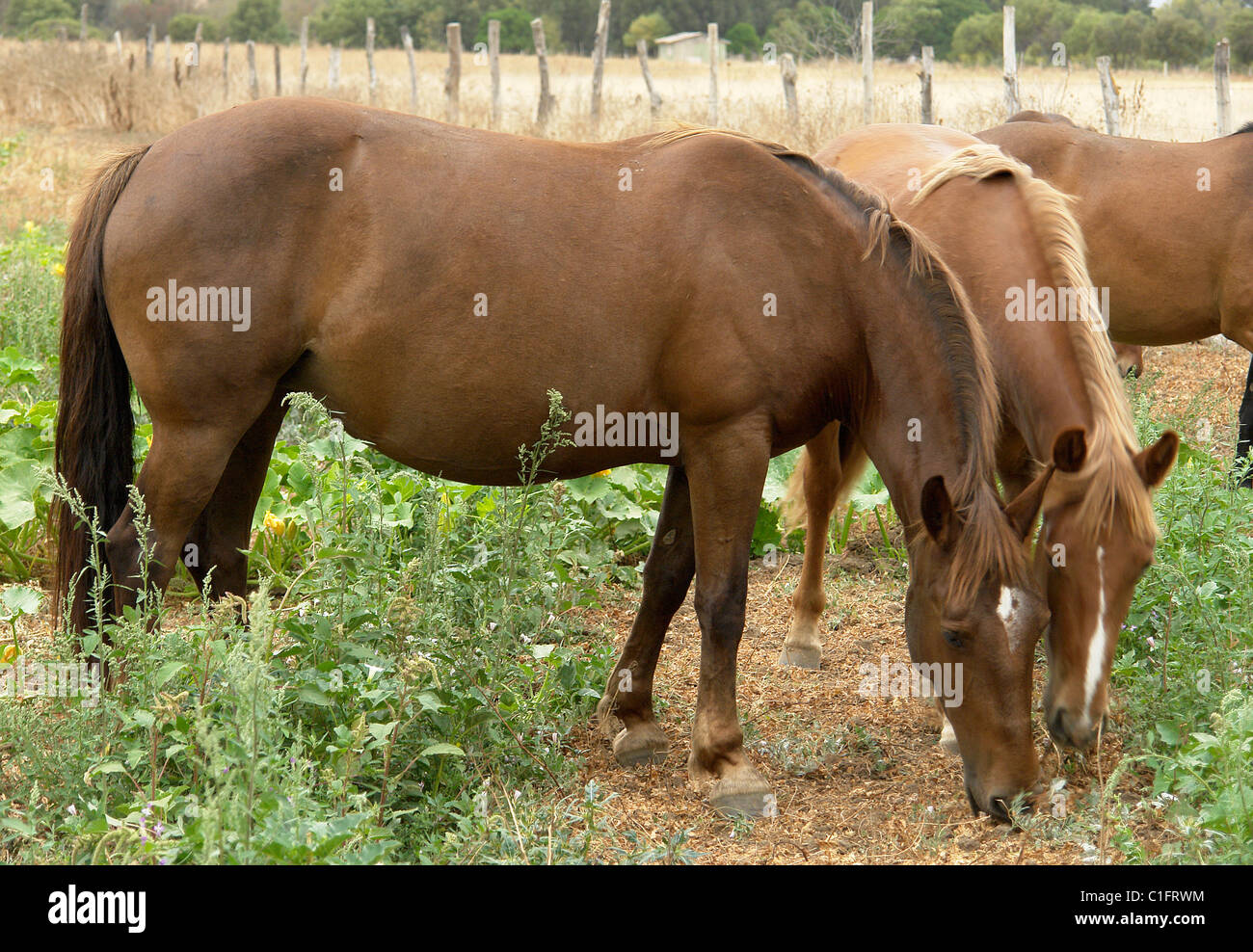 Horses and grass hi-res stock photography and images - Alamy