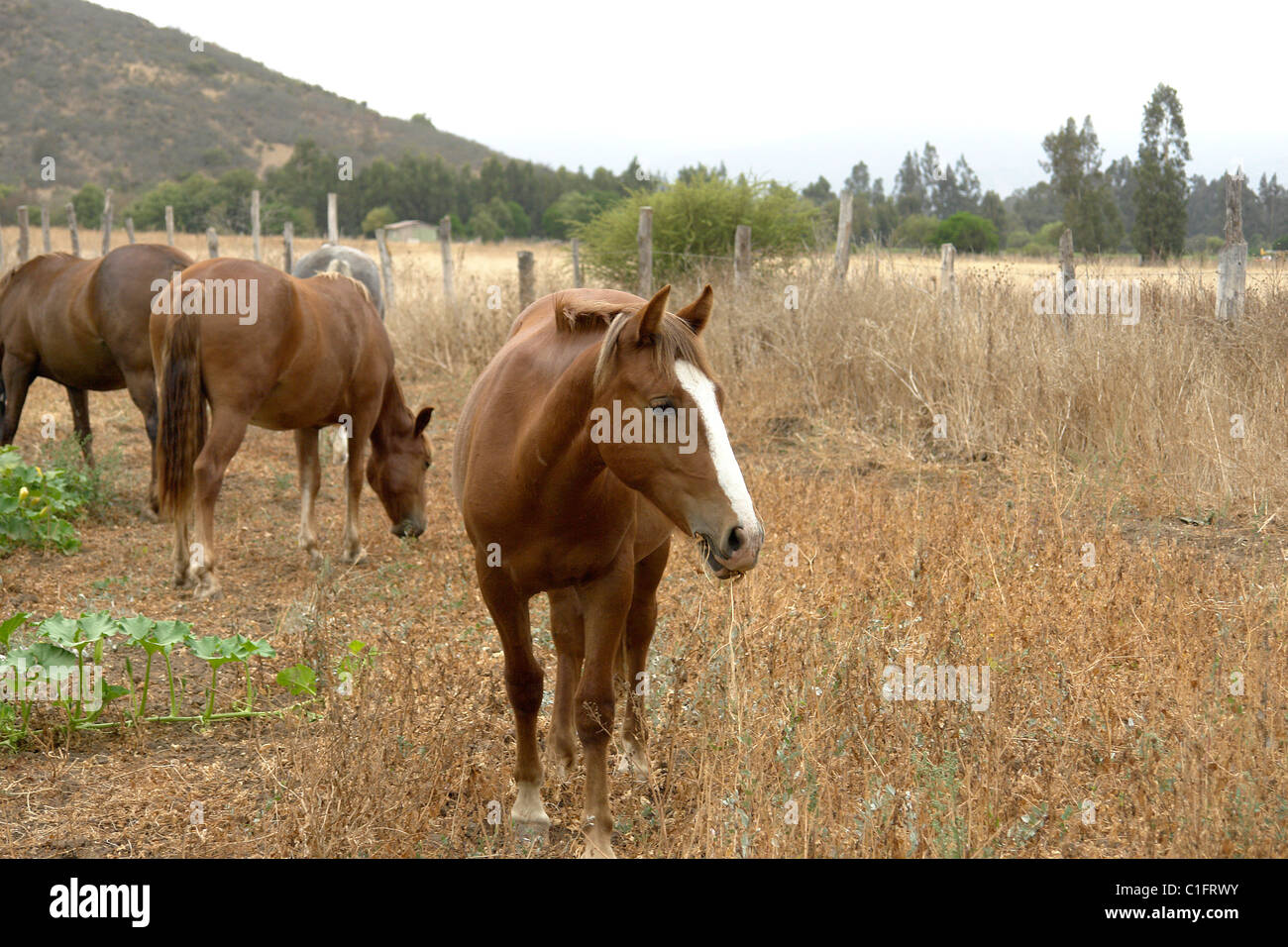 Horses and grass hi-res stock photography and images - Alamy