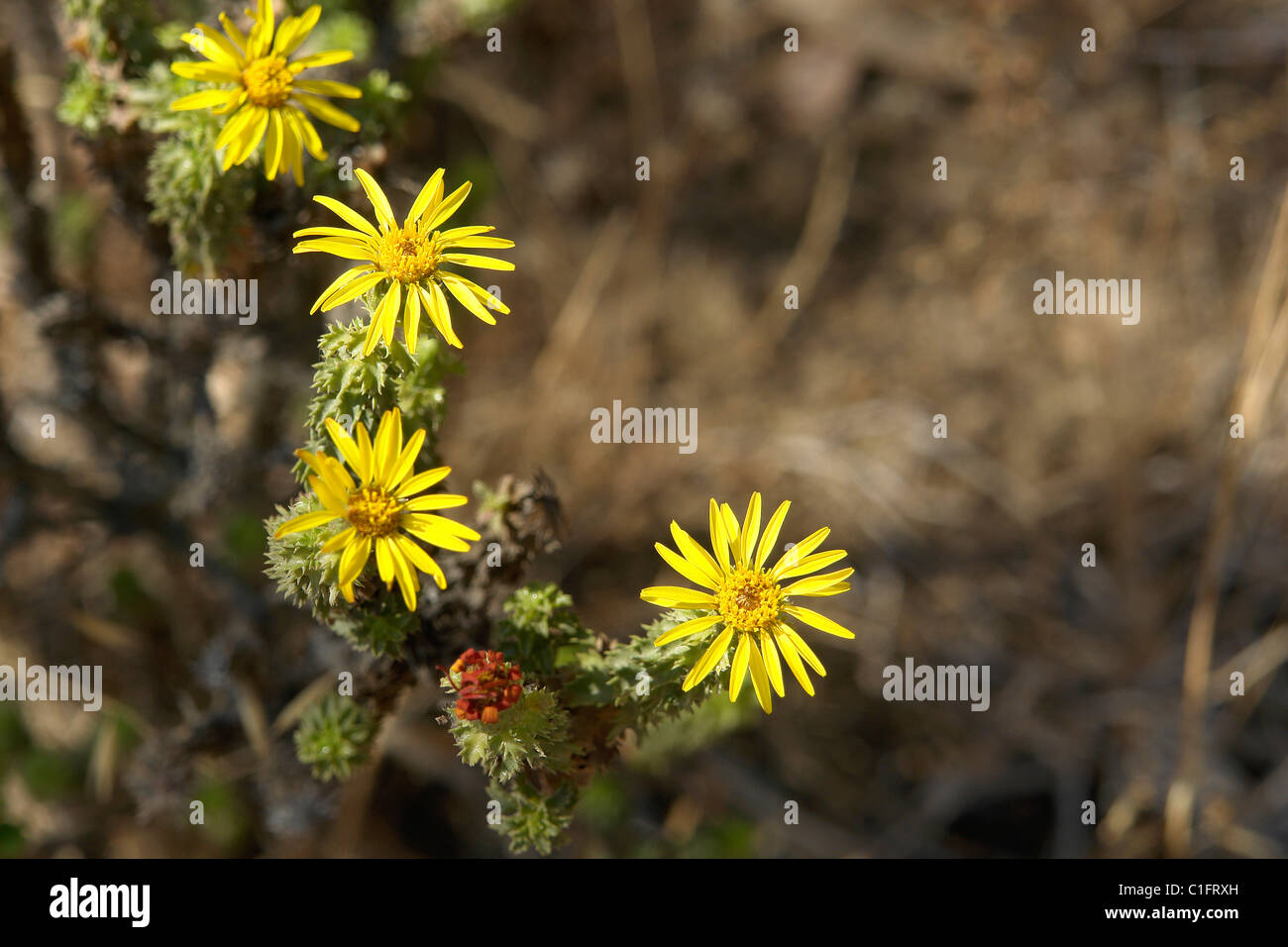 Wild cactus flowers Stock Photo - Alamy