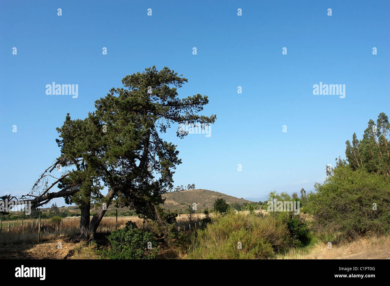 Rural landscape of pine tree Stock Photo - Alamy