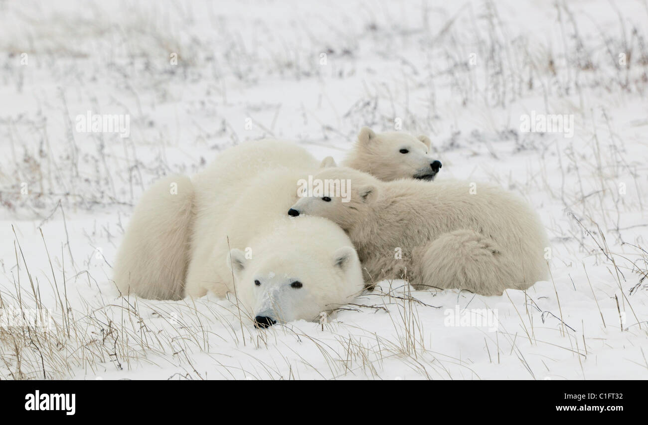 Polar she bear with cubs Stock Photo - Alamy