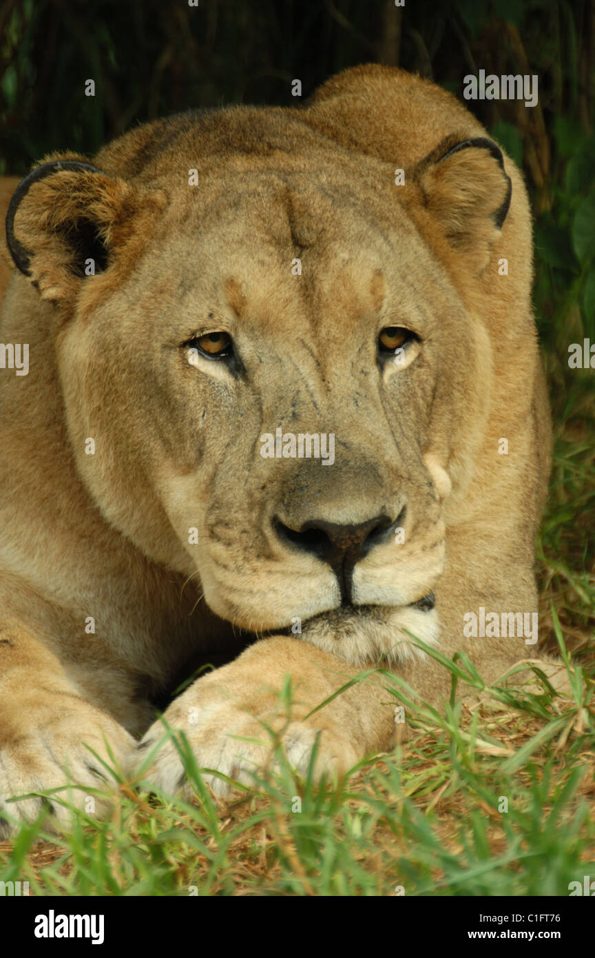Panthera Leo Senegalensis