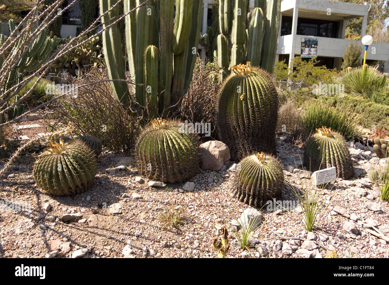 Giant Barrel Cactus (Echinocactus platyacanthus) at UNAM´s botanical ...