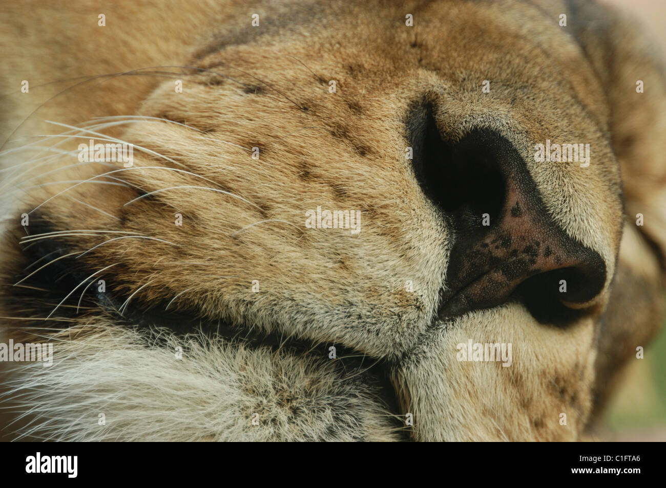 Lion's nose (Panthera leo senegalensis) Perth Zoo, Western Australia ...