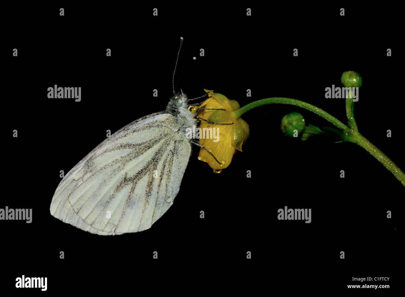 Large White Butterfly settling for the night Stock Photo - Alamy