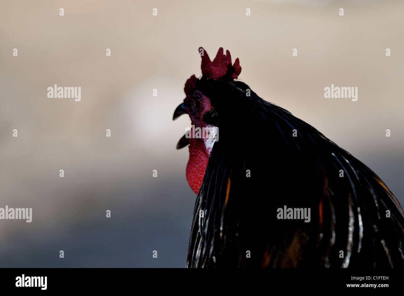 Mind the rooster hi-res stock photography and images - Alamy
