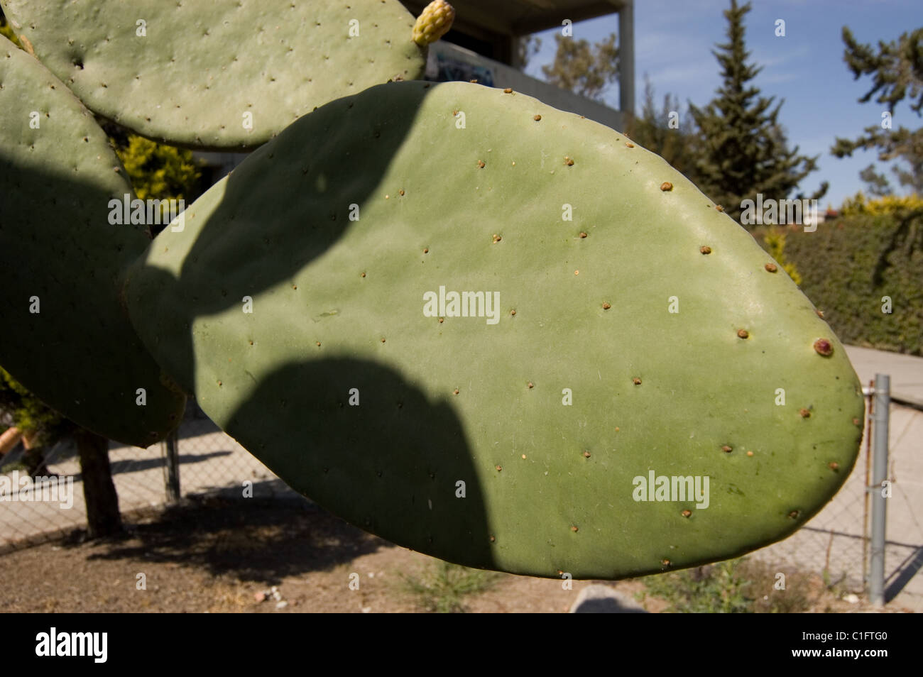 Barbary fig hi-res stock photography and images - Alamy