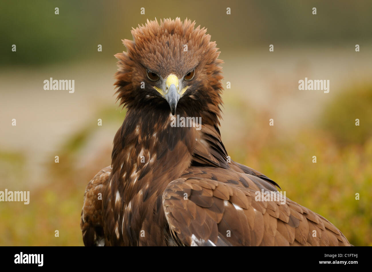 Golden Eagle, in the middle of autumn colored vegetation showing off ...