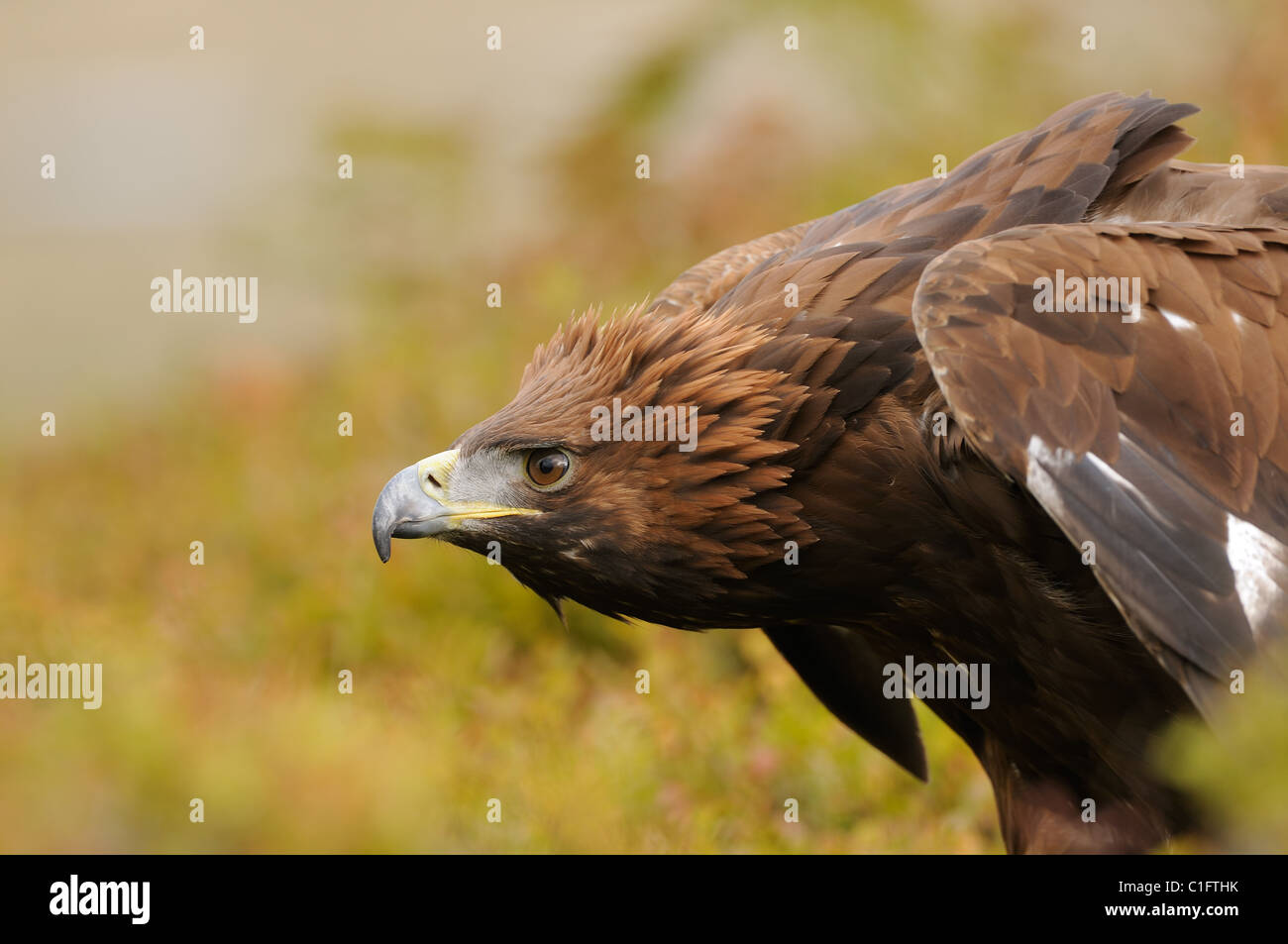 Golden Eagle, in the middle of autumn colored vegetation showing off ...
