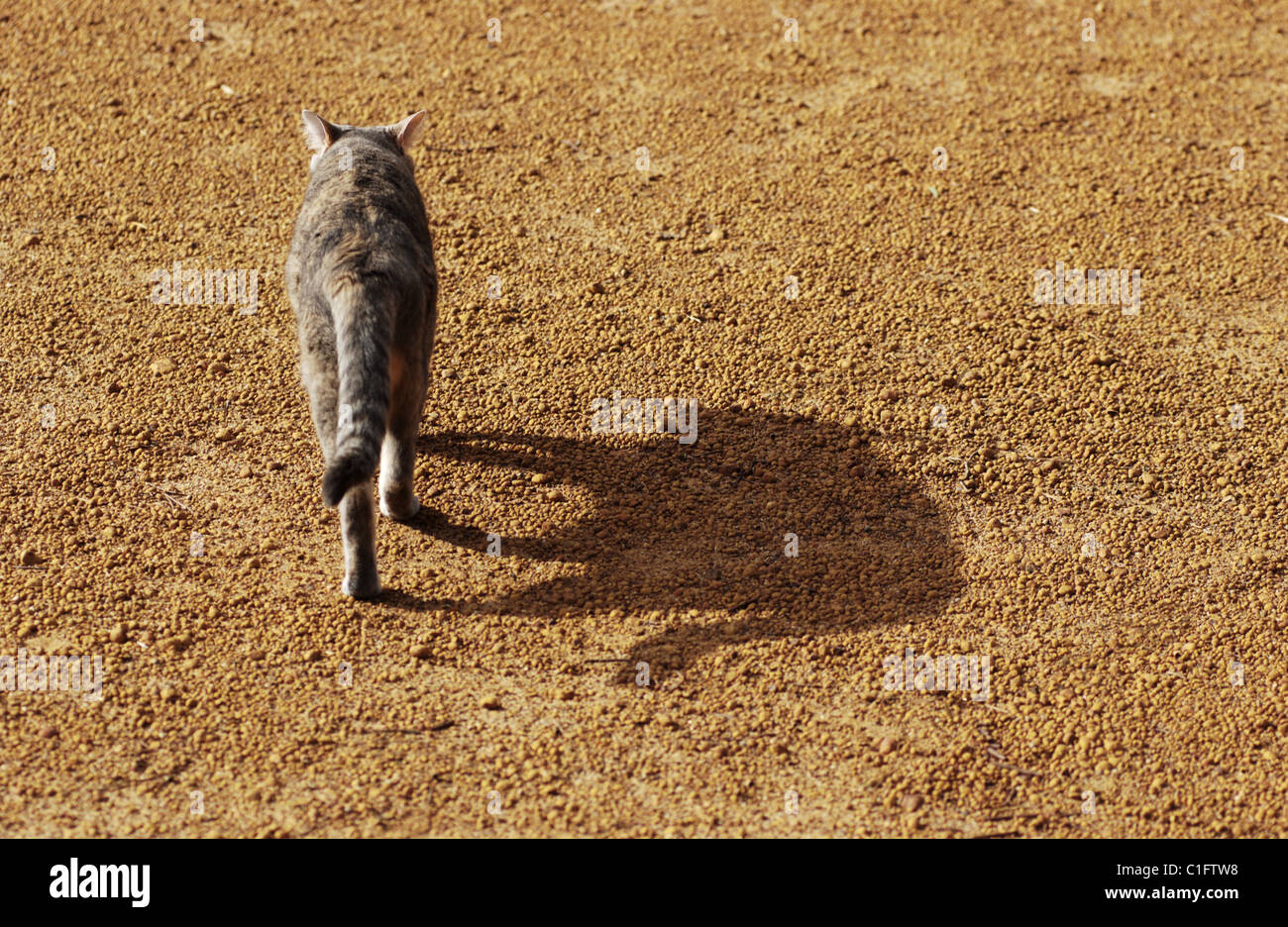 Feral cats australia hi-res stock photography and images - Alamy