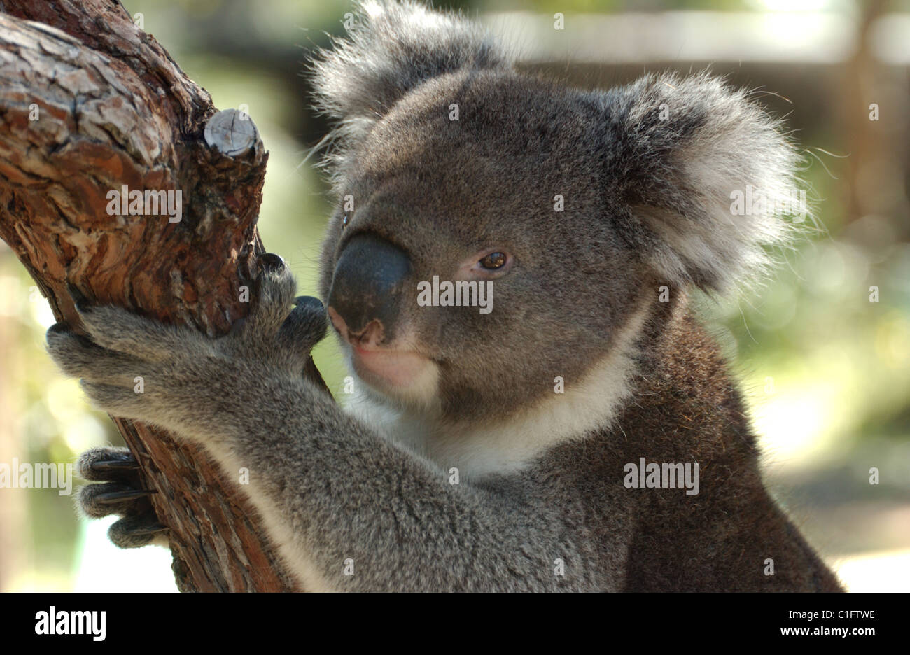 A Koala (Phascolarctos cinereus) in a tree, Western Australia Stock ...