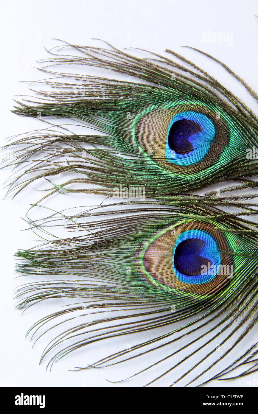 Two peacock feathers on white background Stock Photo - Alamy