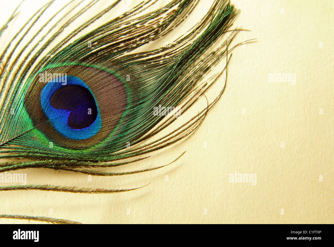 Two peacock feathers on white background Stock Photo - Alamy