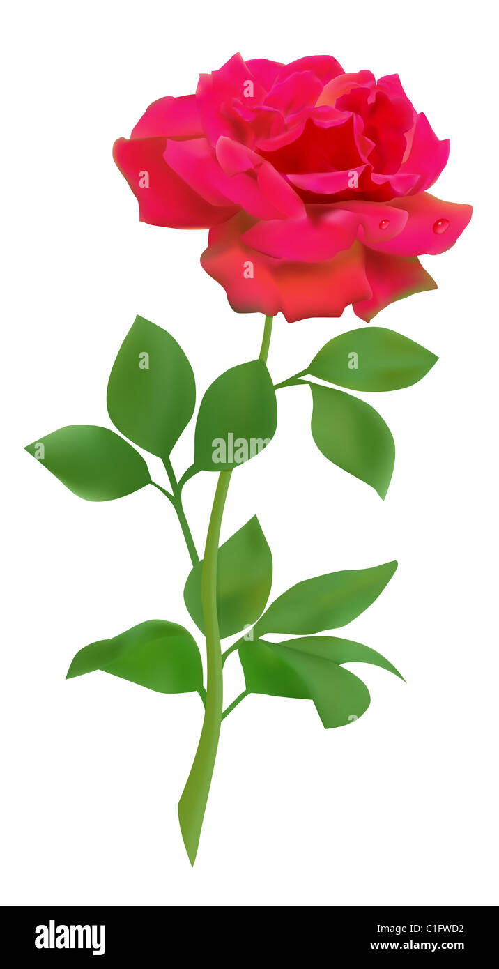 Red vector realistic rose isolated on white background Stock Photo - Alamy