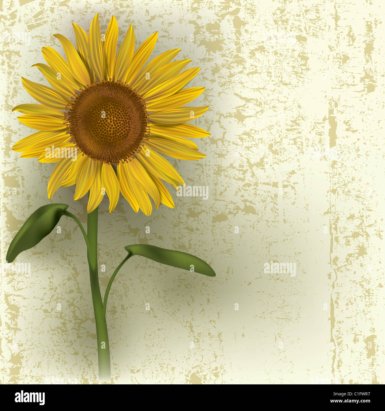 grunge floral illustration with sunflower on beige Stock Photo - Alamy