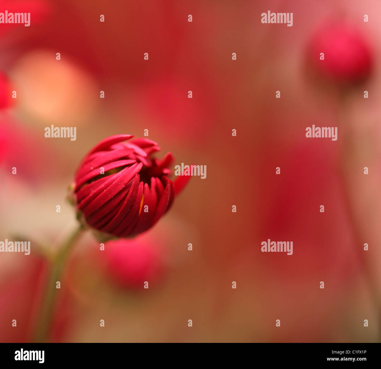 Spring daisies background Stock Photo - Alamy