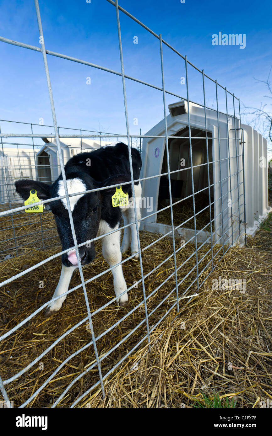 UK Dairy Calf Stock Photo - Alamy
