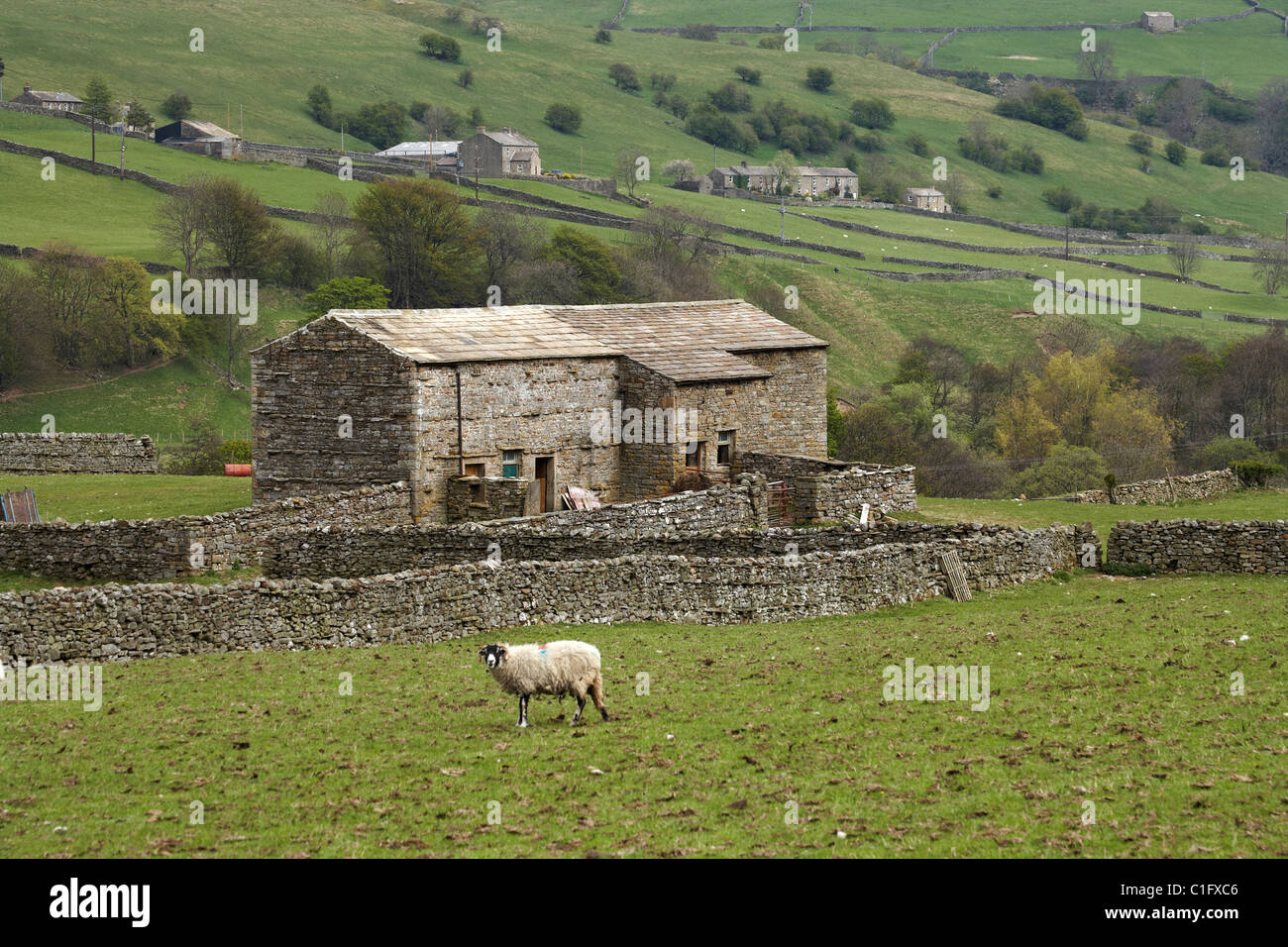 Sheep, farmland and stone farm building, Ivelet, Yorkshire Dales ...