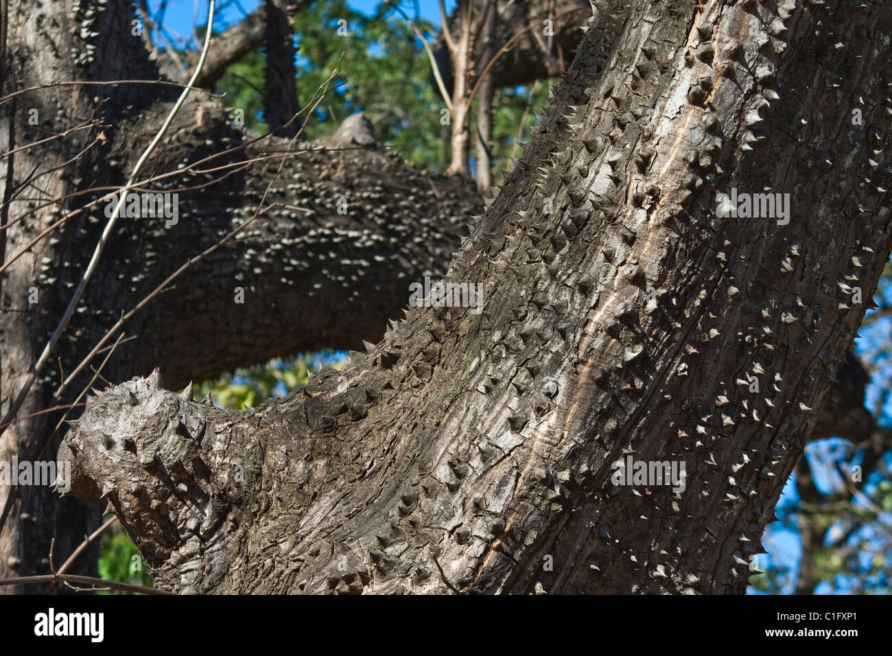 A spiny Pochote (Bombacopis quinata), a prized timber tree endemic to ...