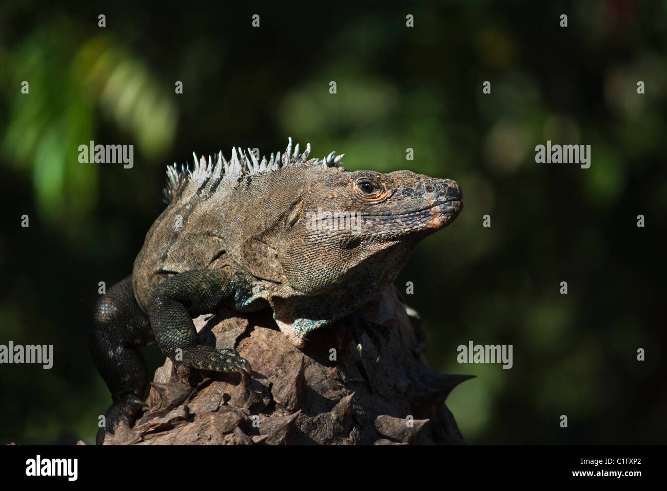 Black Ctenosaur (Iguana Negra), a lizard endemic to Central America ...