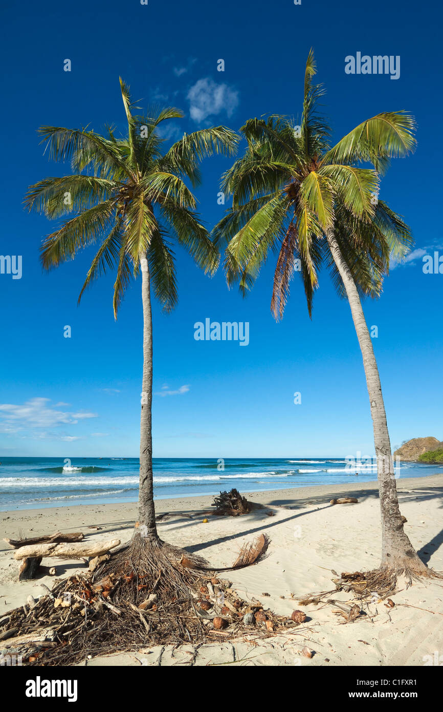 Palm trees on Playa Guiones at this popular expatriate green zone ...