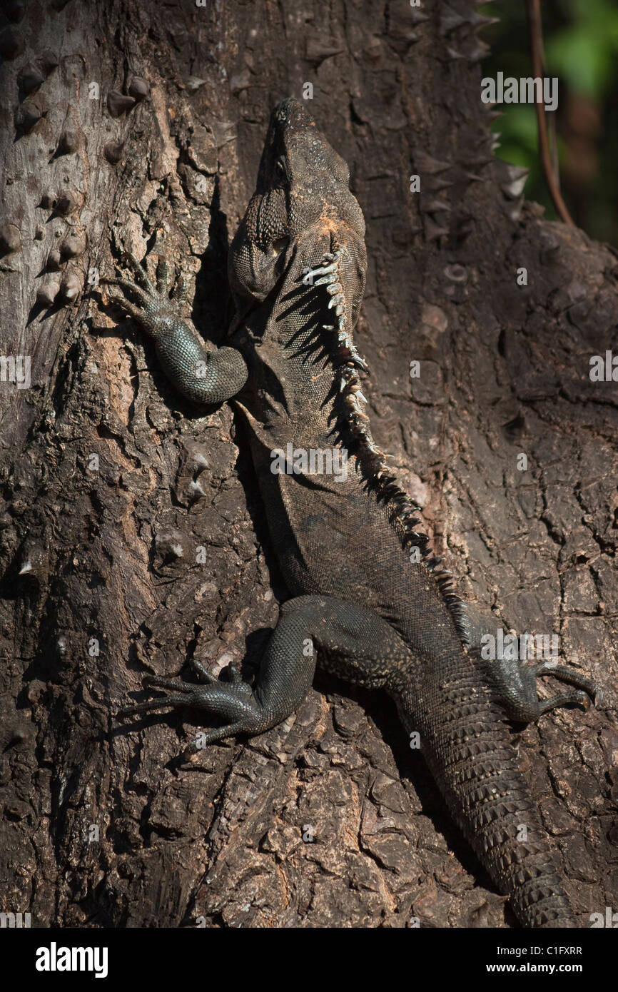 Black Ctenosaur (Iguana Negra) a lizard endemic to Central America, on ...