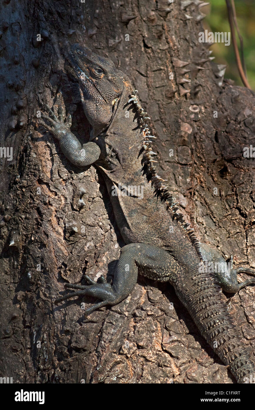 Black Ctenosaur (Iguana Negra) a lizard endemic to Central America, on ...
