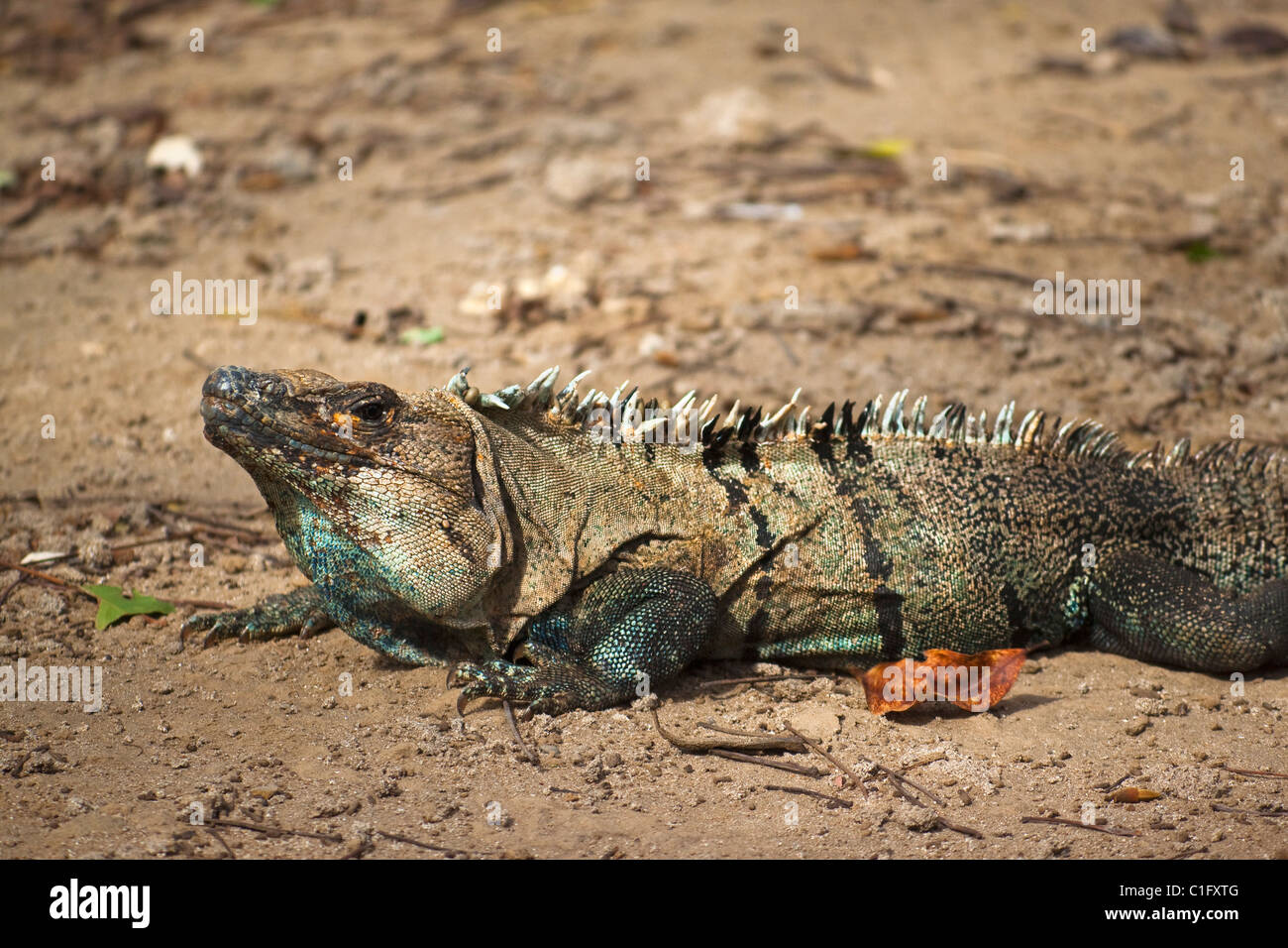 Reptile parasite hi-res stock photography and images - Alamy