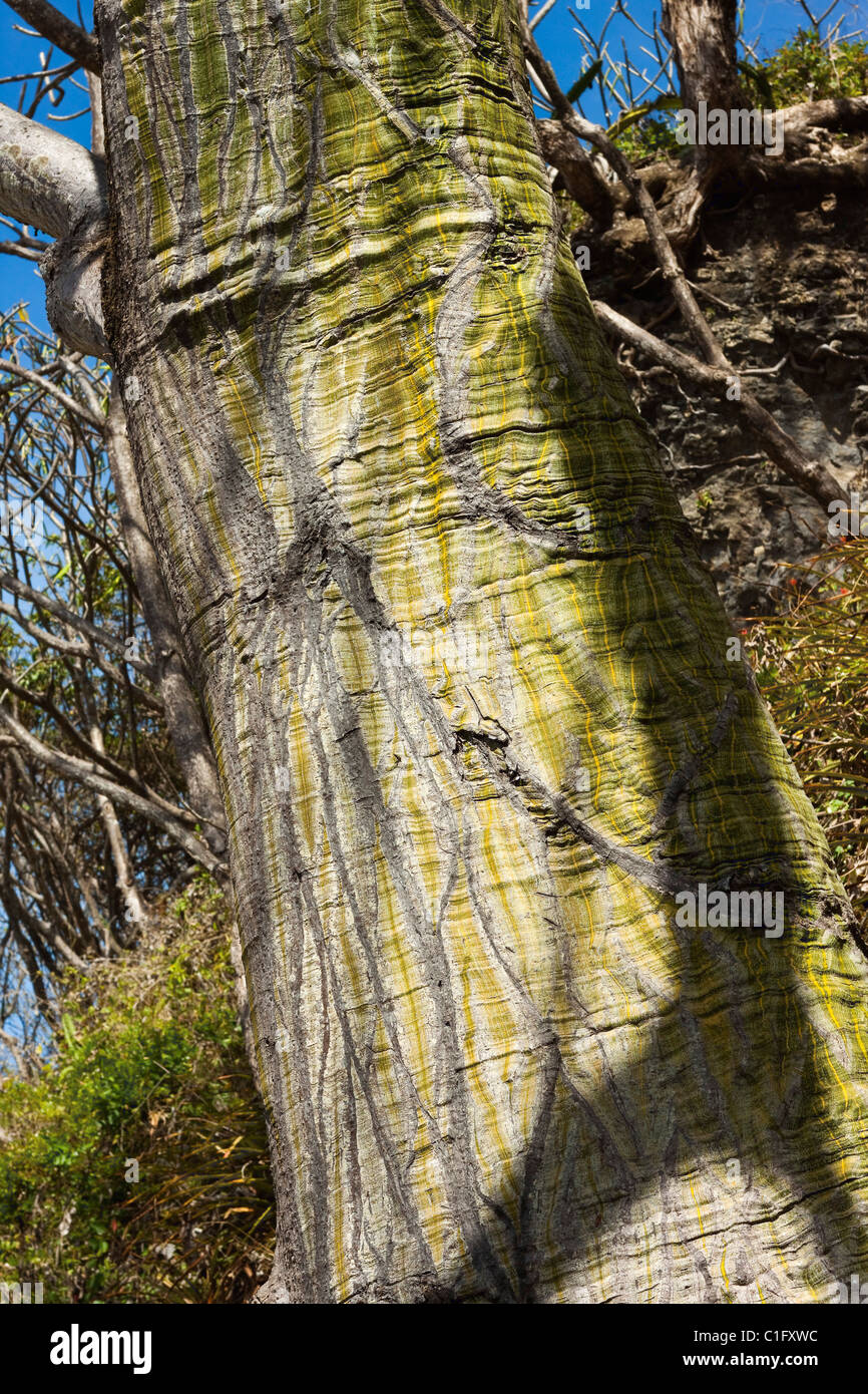 Ceibo Barrigón (big bellied Ceiba) a Kapok family tree found on dry ...