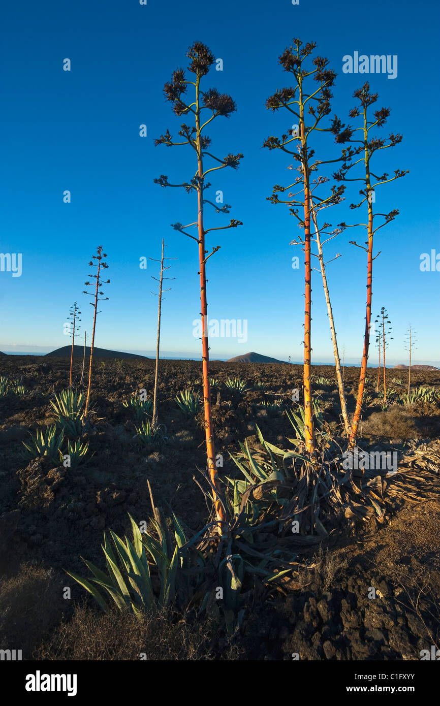 Tall spikes of flowering agave plants in the volcanic landscape typical ...