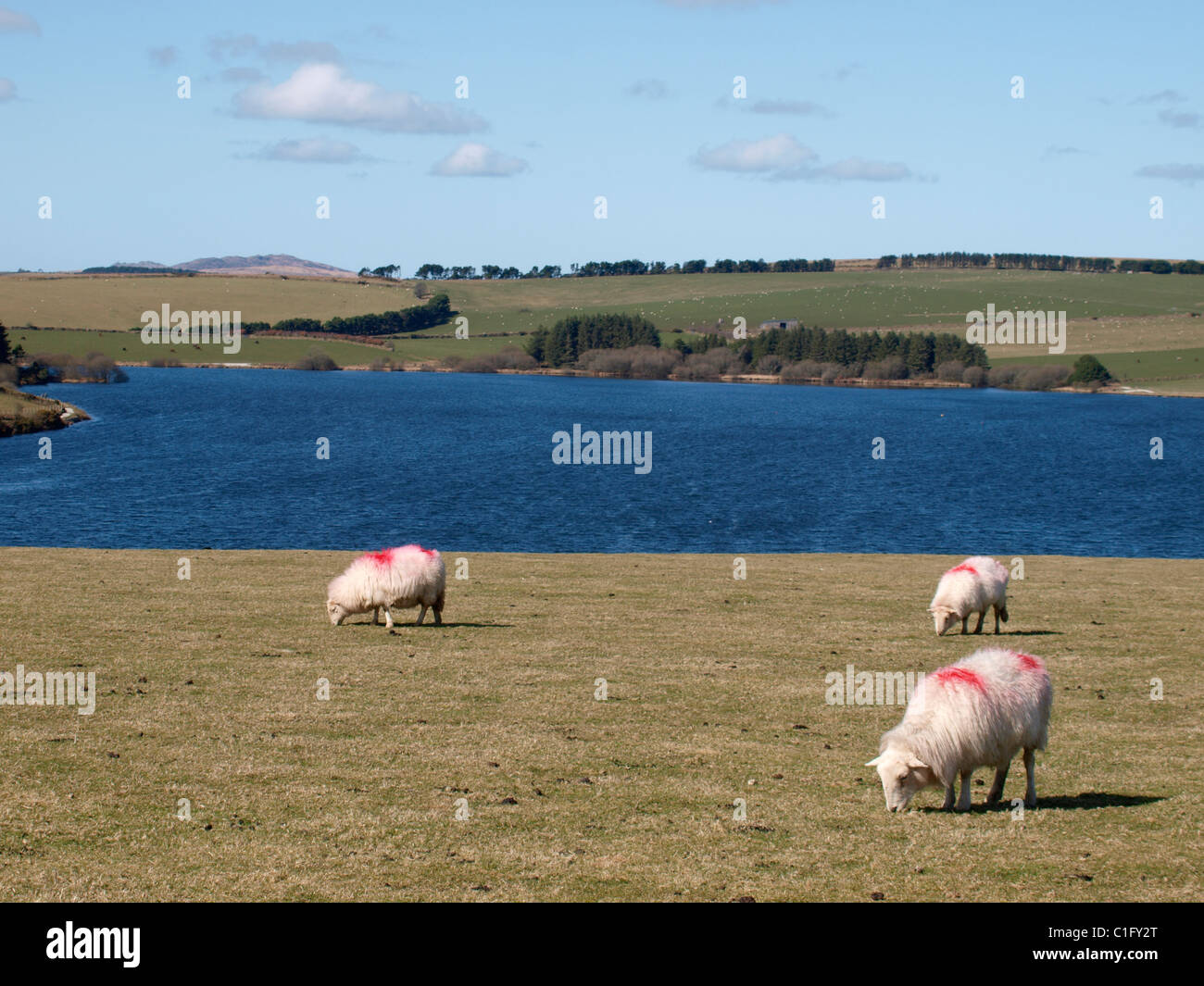 Cornwall countryside england uk sheep hi-res stock photography and ...