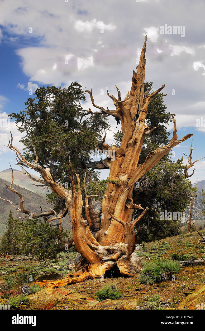 bristlecone pine tree Stock Photo - Alamy