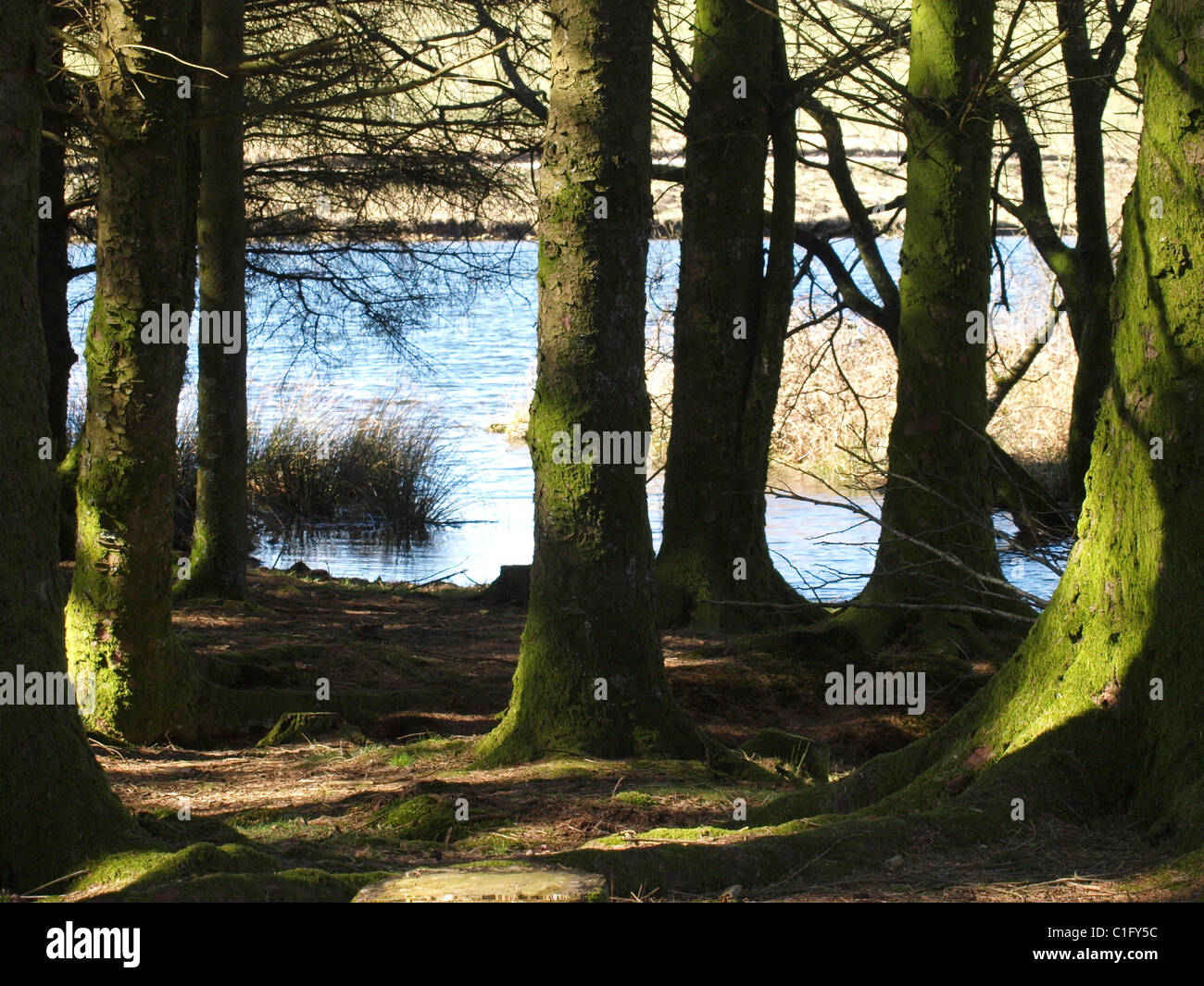 View of lake through trees hi-res stock photography and images - Alamy