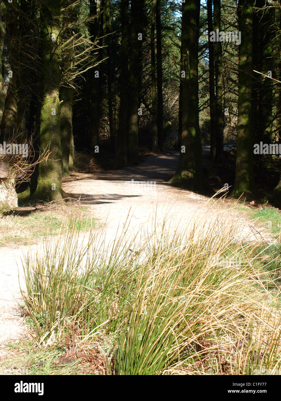 Path through dark woods hi-res stock photography and images - Alamy