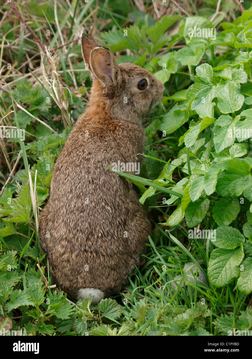 Tail bunny rabbit hi-res stock photography and images - Alamy