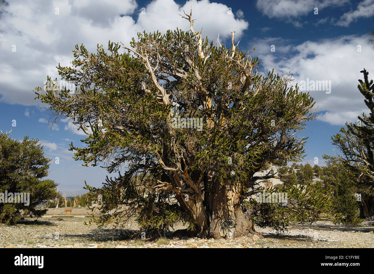 bristlecone pine tree Stock Photo - Alamy